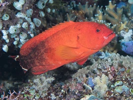 Flagtail Grouper | Megaquarium Wiki | Fandom