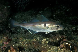 Haddock | Megaquarium Wiki | Fandom