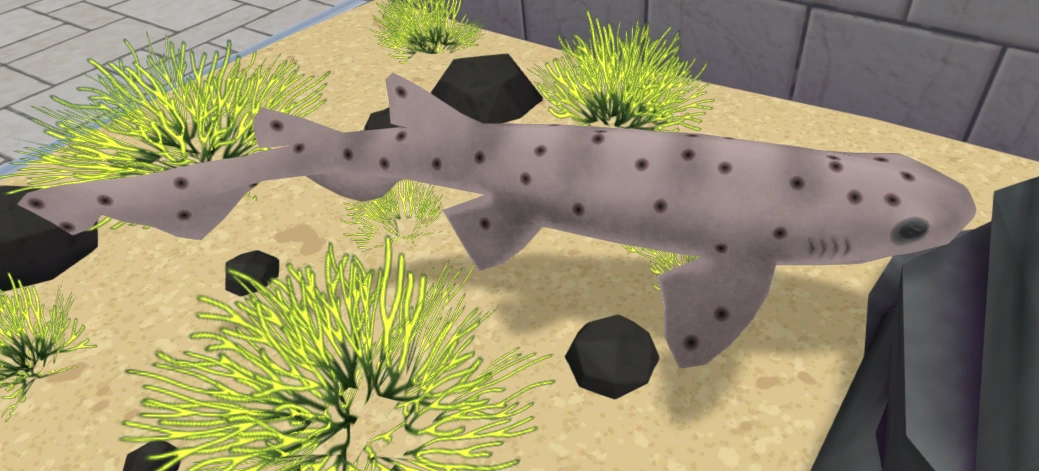 Lesser Spotted Dogfish | Megaquarium Wiki | Fandom