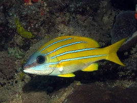 Bluestripe Snapper | Megaquarium Wiki | Fandom