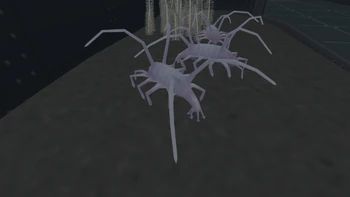 Antarctic Sea Pig | Megaquarium Wiki | Fandom
