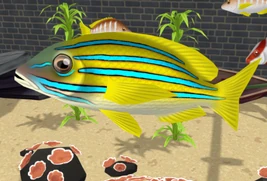 Bluestripe Snapper | Megaquarium Wiki | Fandom