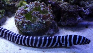 Zebra Moray Eel | Megaquarium Wiki | Fandom