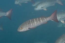 Mullet Snapper | Megaquarium Wiki | Fandom