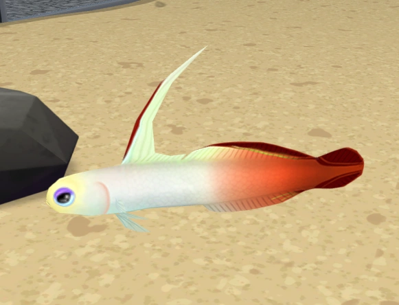 Firefish | Megaquarium Wiki | Fandom