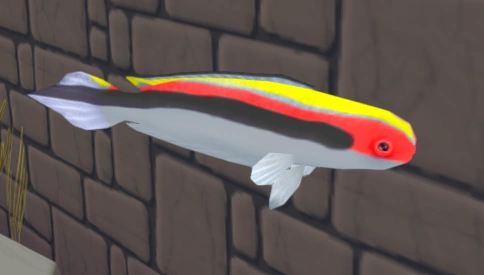 Eastern Hulafish | Megaquarium Wiki | Fandom