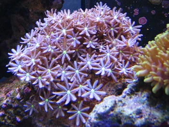 Daisy Star Polyps | Megaquarium Wiki | Fandom