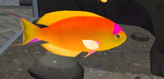 Japanese Splendid-Perch | Megaquarium Wiki | Fandom