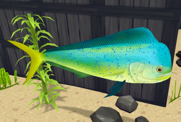 Mahi-Mahi | Megaquarium Wiki | Fandom