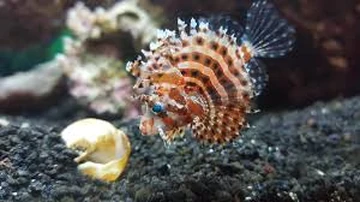 Dwarf Lionfish
