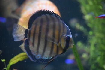 Discus | Megaquarium Wiki | Fandom