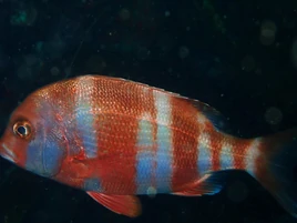 Red Stumpnose | Megaquarium Wiki | Fandom