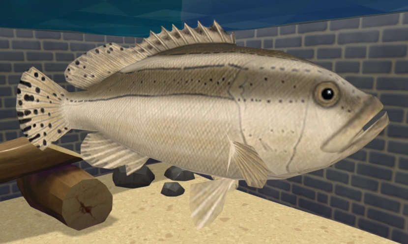 Striped Grouper | Megaquarium Wiki | Fandom