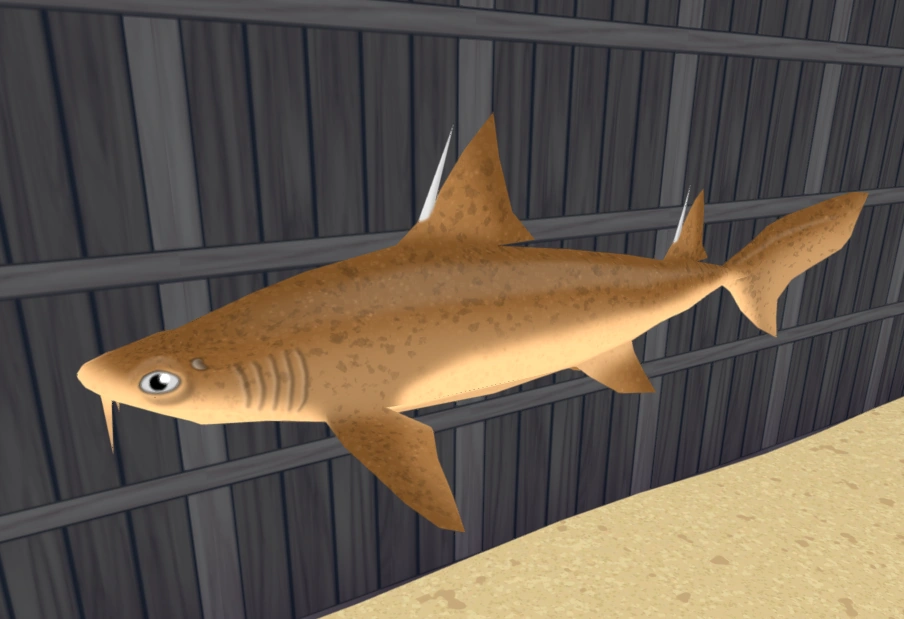 Mandarin Dogfish | Megaquarium Wiki | Fandom