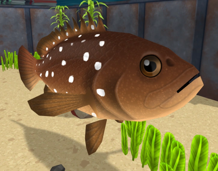 Snowy Grouper | Megaquarium Wiki | Fandom