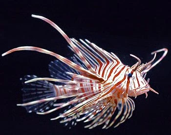 Volitans Lionfish | Megaquarium Wiki | Fandom