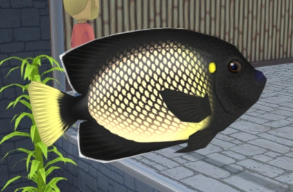 Yellow Ears Angelfish | Megaquarium Wiki | Fandom