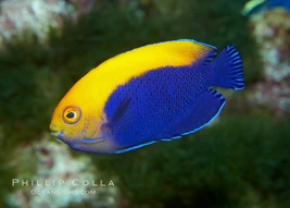 Brazilian Flameback Angelfish | Megaquarium Wiki | Fandom