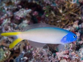 Blue Jaw Tilefish | Megaquarium Wiki | Fandom