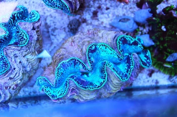 Leopard Giant Clam | Megaquarium Wiki | Fandom