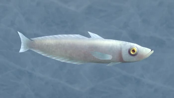 Antarctic Silverfish | Megaquarium Wiki | Fandom