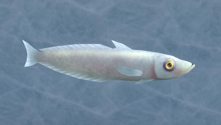 Antarctic Silverfish | Megaquarium Wiki | Fandom