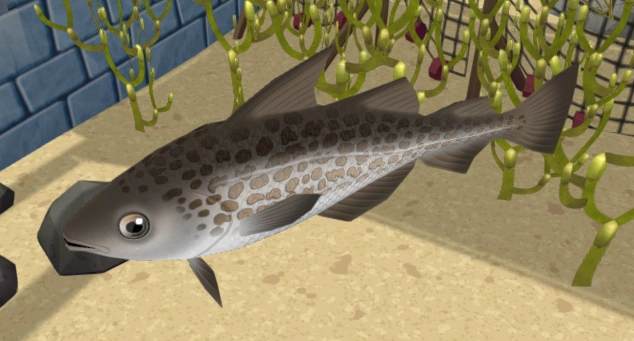 Alaska Pollock (grossebertha) | Megaquarium Wiki | Fandom
