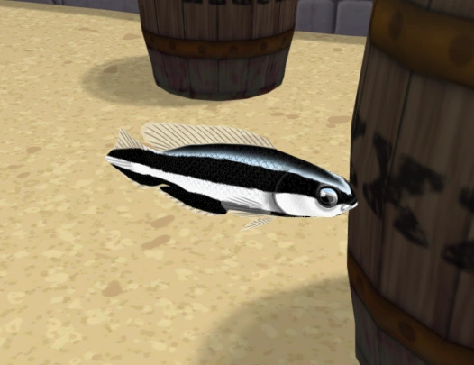 Striped Dottyback | Megaquarium Wiki | Fandom