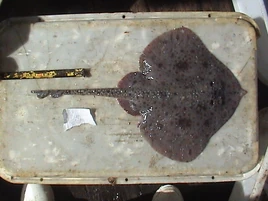 Leopard Skate | Megaquarium Wiki | Fandom