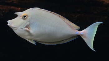 Unicorn Surgeonfish | Megaquarium Wiki | Fandom