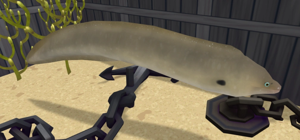 California Moray | Megaquarium Wiki | Fandom