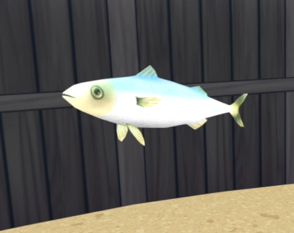 European Anchovy | Megaquarium Wiki | Fandom