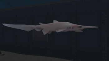 Goblin Shark | Megaquarium Wiki | Fandom