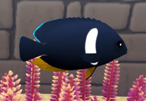 Keyhole Angelfish | Megaquarium Wiki | Fandom