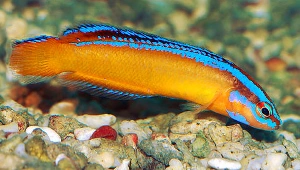 Arabian Bluelined Dottyback | Megaquarium Wiki | Fandom