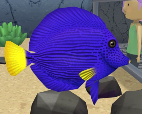 Purple Tang | Megaquarium Wiki | Fandom