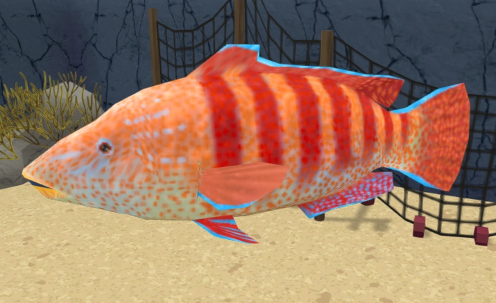 Natal Wrasse | Megaquarium Wiki | Fandom