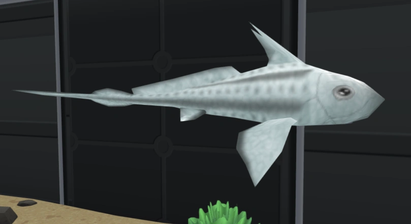 Silver Chimaera | Megaquarium Wiki | Fandom