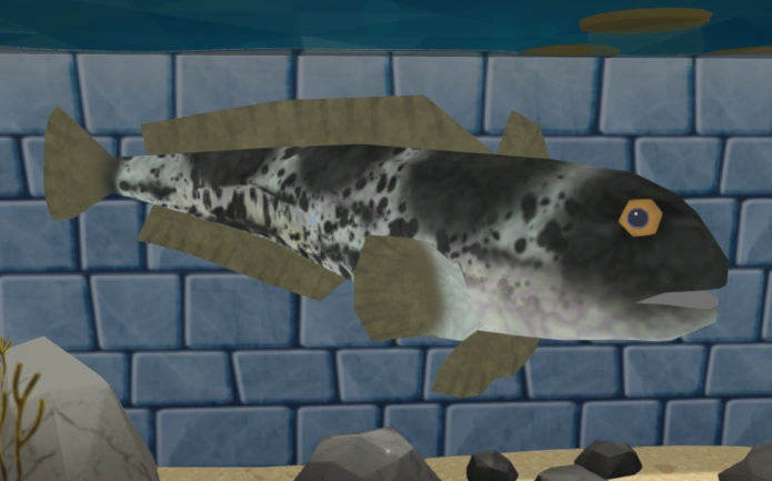 Marbled Rockcod | Megaquarium Wiki | Fandom