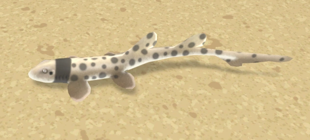 Collared Carpetshark | Megaquarium Wiki | Fandom