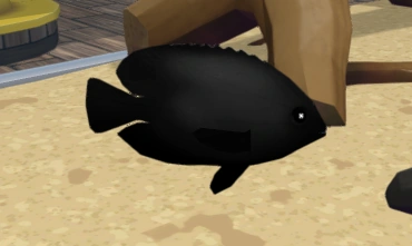 Midnight Angelfish | Megaquarium Wiki | Fandom