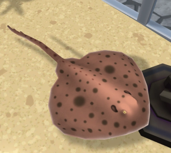 Round Skate | Megaquarium Wiki | Fandom