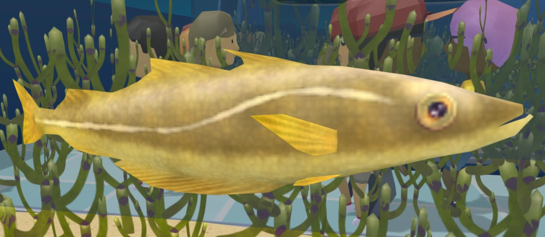 Atlantic Pollock | Megaquarium Wiki | Fandom