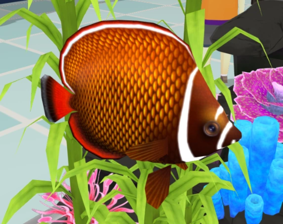 Redtail Butterflyfish | Megaquarium Wiki | Fandom