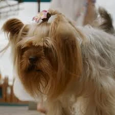 Pippin | Meg book series Wiki | Fandom