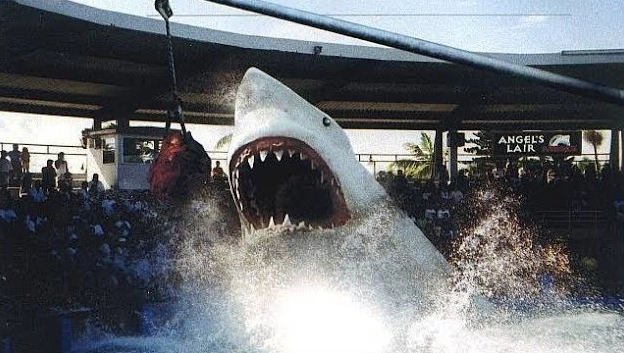 Angel | Meg book series Wiki | Fandom