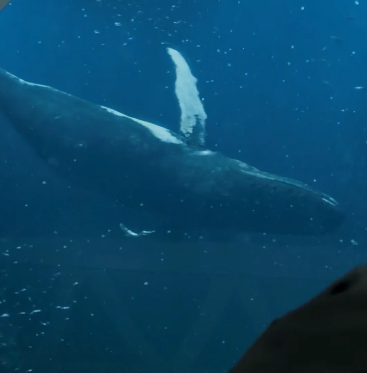 Lucy (Ballena) | Meg book series Wiki | Fandom