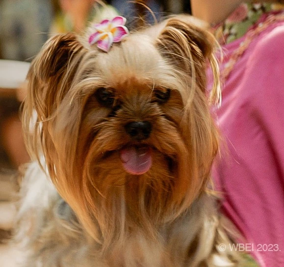 Pippin | Meg book series Wiki | Fandom