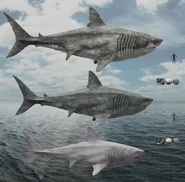 Beta Meg | Meg book series Wiki | Fandom