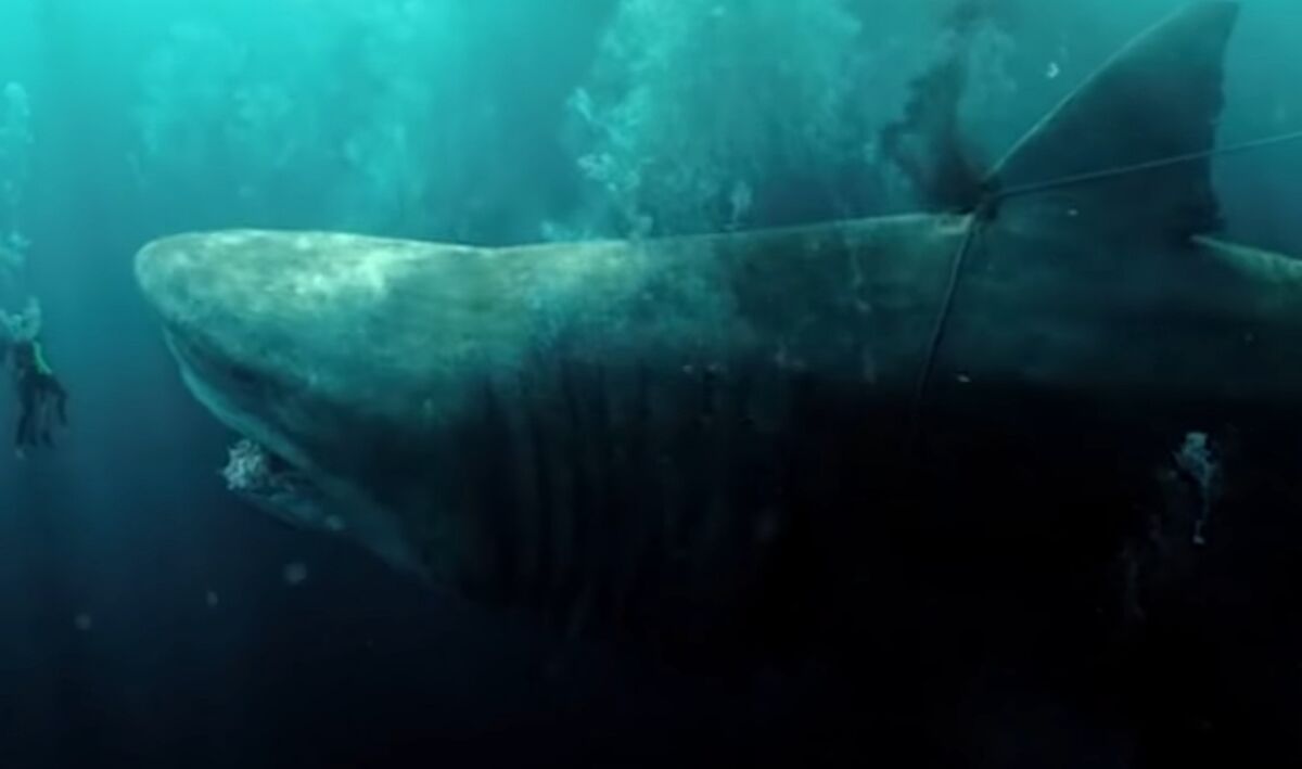 Meg's mate | Meg book series Wiki | Fandom